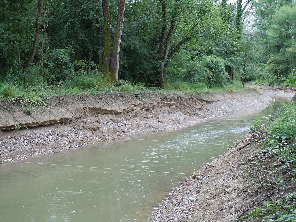 L’île du Rohrschollen, un ambitieux projet de restauration - ENGEES ...